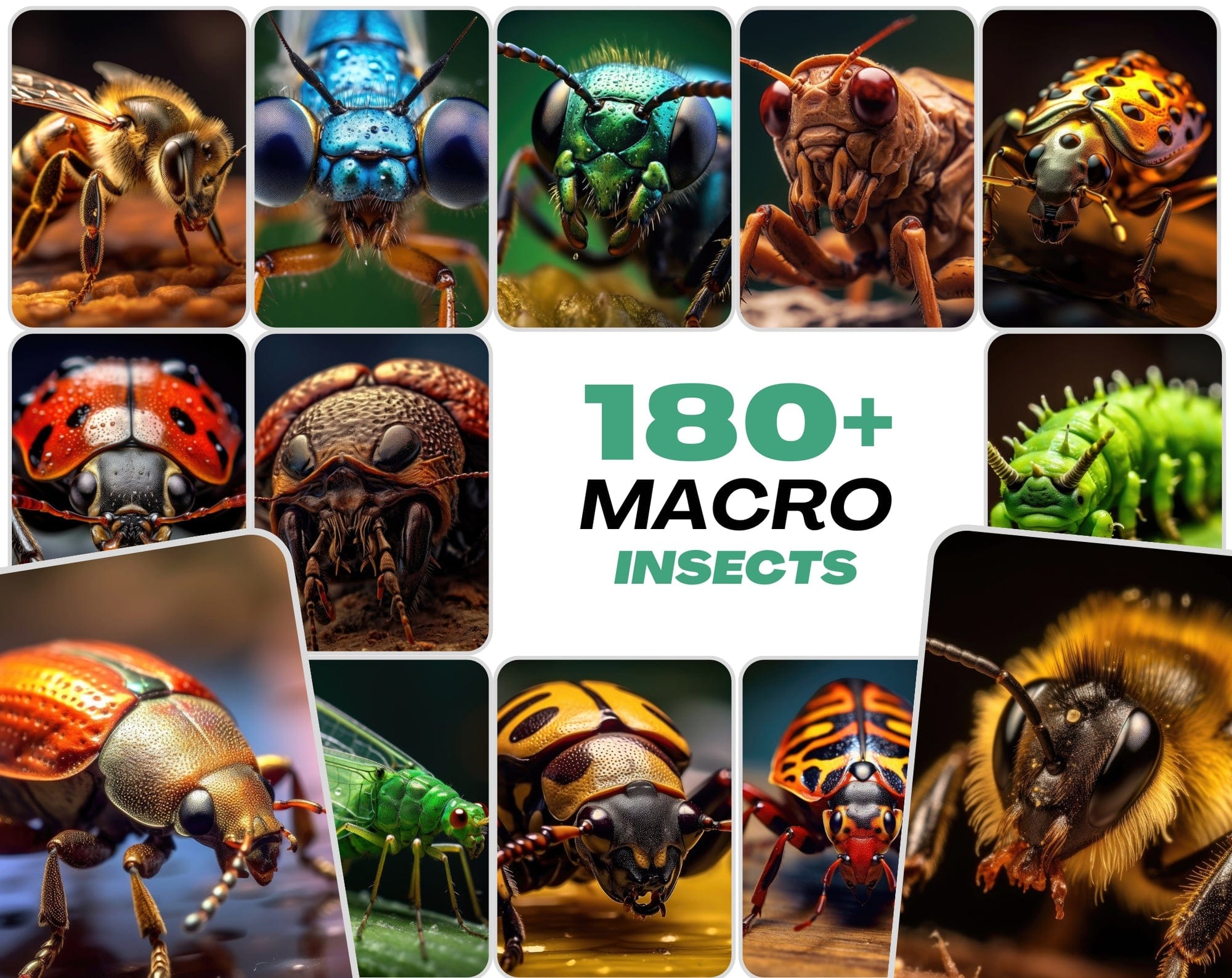 188 High-Resolution Macro Insect Images Bundle, Commercial License Inc