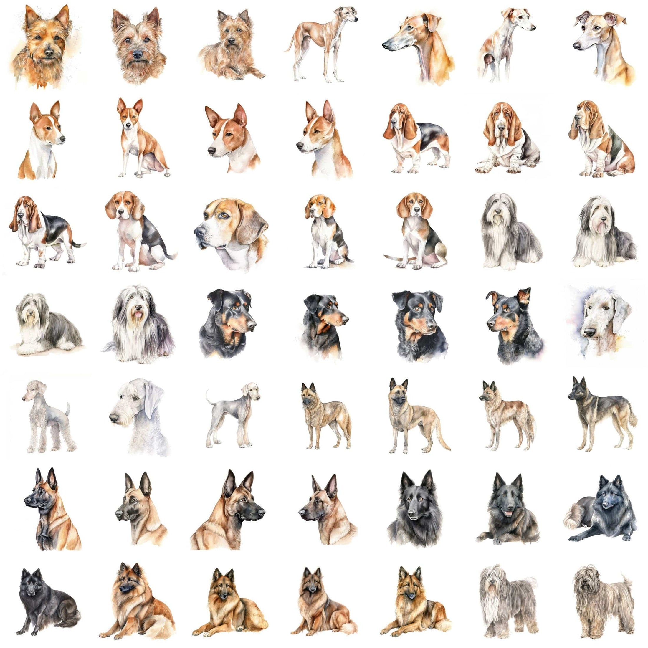 Ultimate Dog Breed Bundle: 750 High-Quality Transparent PNG Watercolor